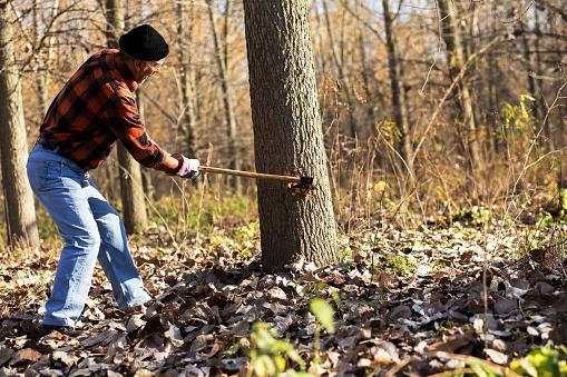 The Comprehensive Guide to Responsible Tree Removal with Alvin Arborist ... The Comprehensive Guide to Responsible Tree Removal with Alvin Arborist ...